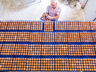 Fipronil | NU - Het laatste nieuws het eerst op NU.nl