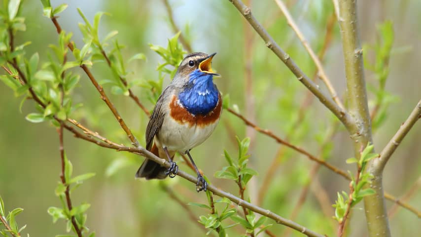 Jarenlang verbeterde natuur zich in waterrijke gebieden, maar die tijd ...