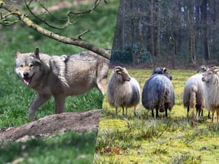 Wolf - NU.nl
