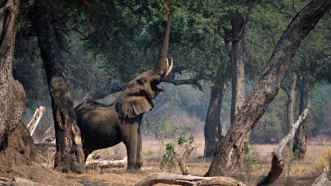 Zimbabwe gaat tweehonderd olifanten doden vanwege voedseltekorten | Buitenland | NU.nl