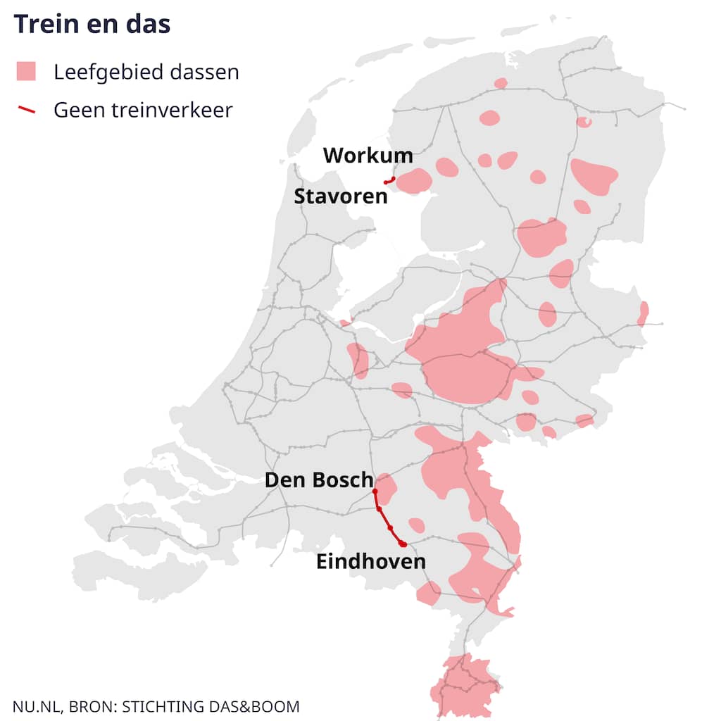 Dassen zijn slechte jagers maar de populatie in Nederland groeit ...