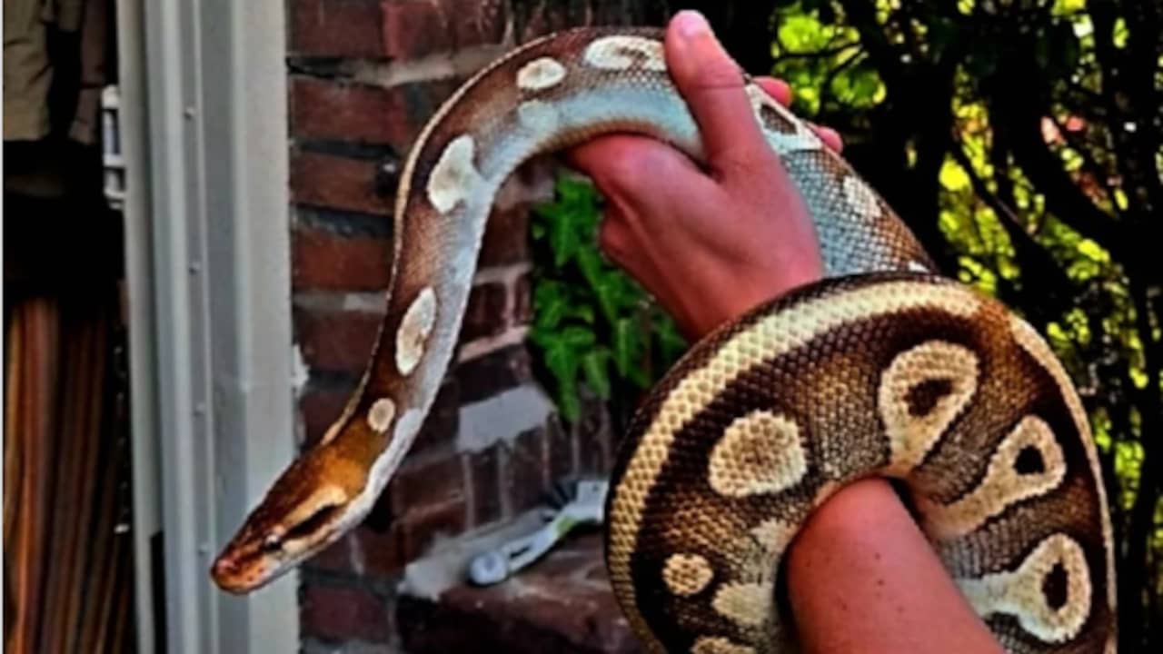Politie stuit op koningspython in een Amsterdamse woning | Opmerkelijk ...