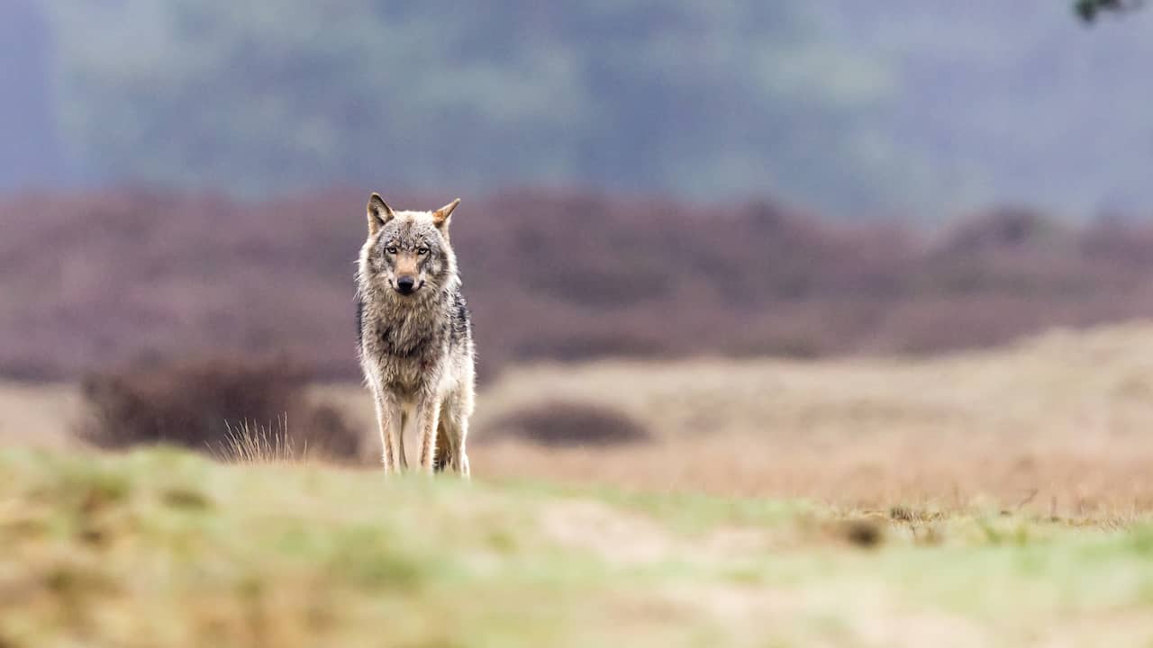 Wolf brengt veehouderij schade toe, maar economische gevolgen vallen ...