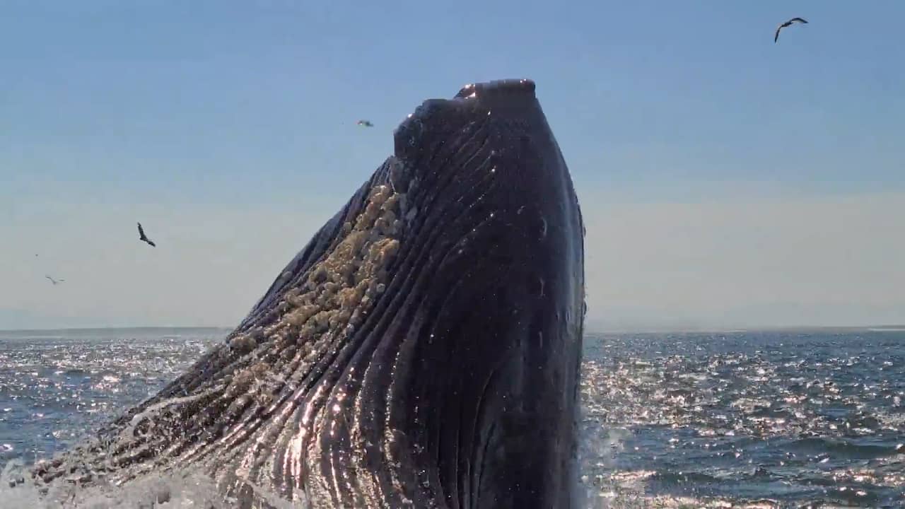 Walvis overdondert vissers en komt recht naast boot omhoog | NU.nl