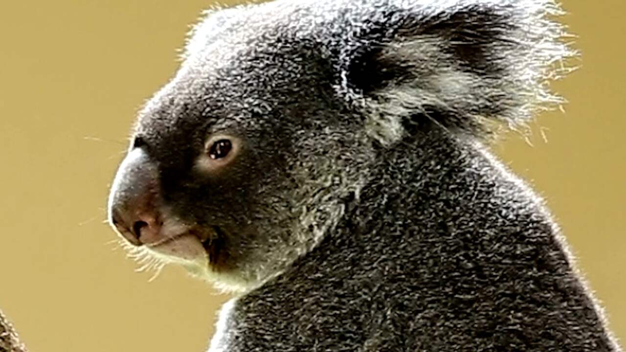 Voor het eerst koala geboren in Nederland | NU.nl