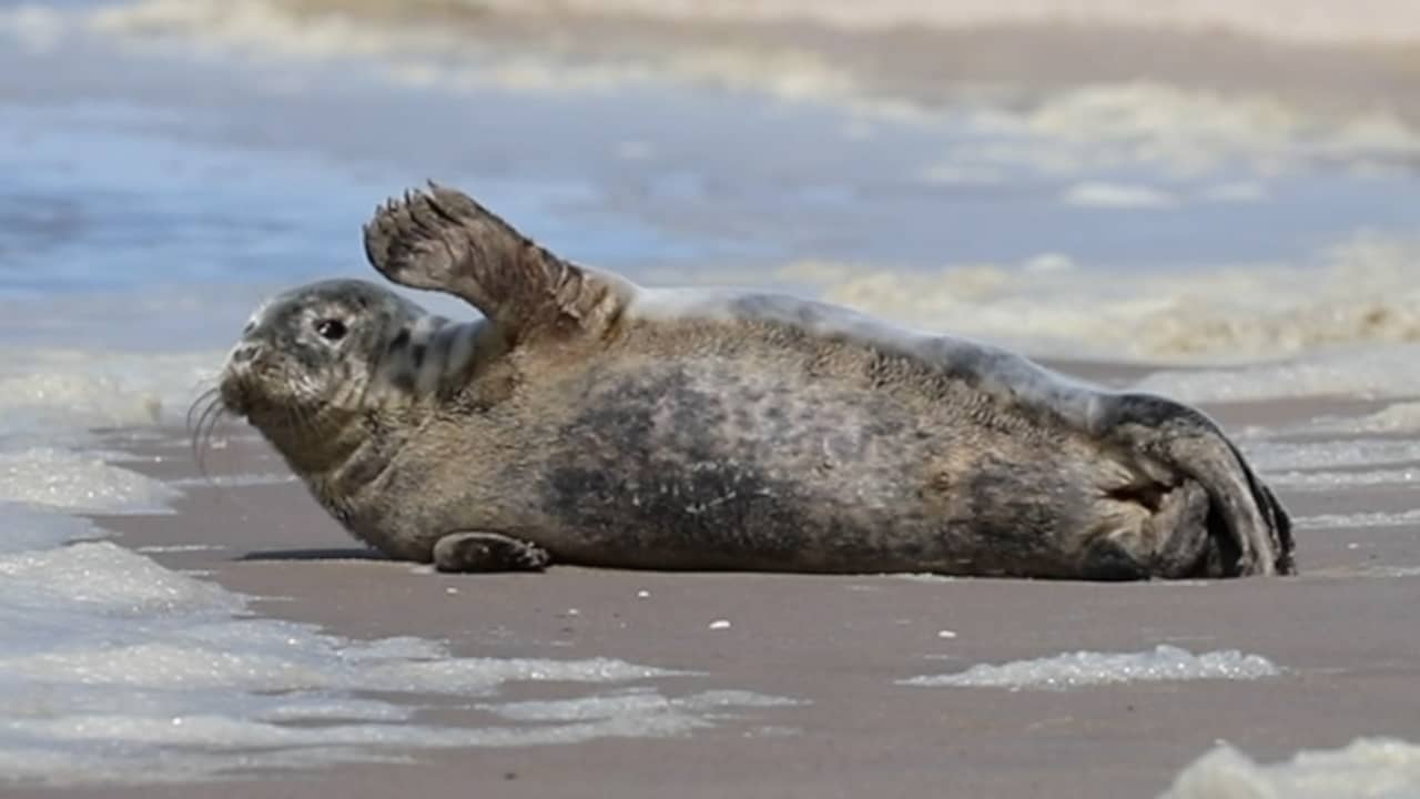 Verzorgers vangen aangespoelde zeehond bij Kijkduin | NU.nl
