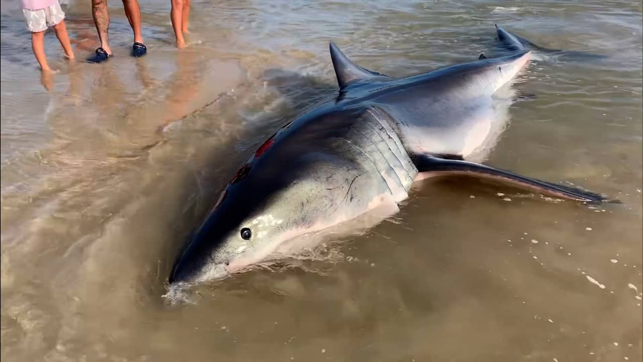 Halfdode witte haai spoelt aan op Australisch strand | NU.nl