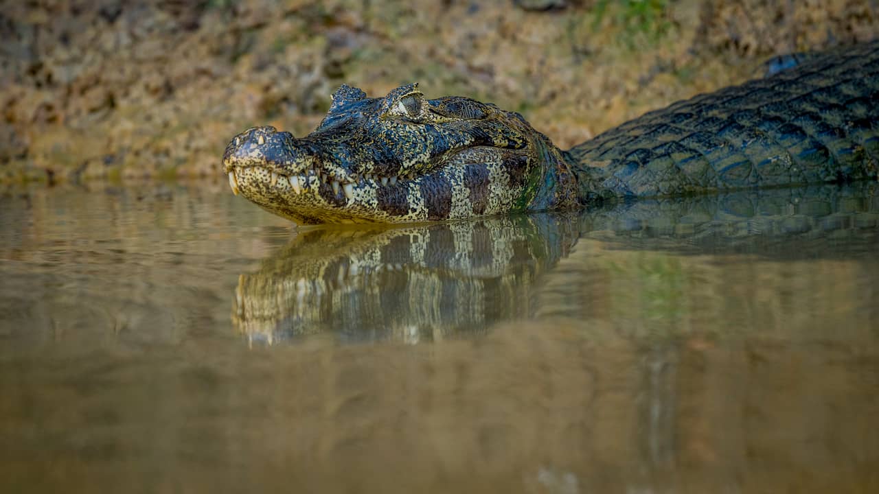 Wandelaar spot kaaiman van 1,5 meter bij Luik, gemeente start zoekactie ...