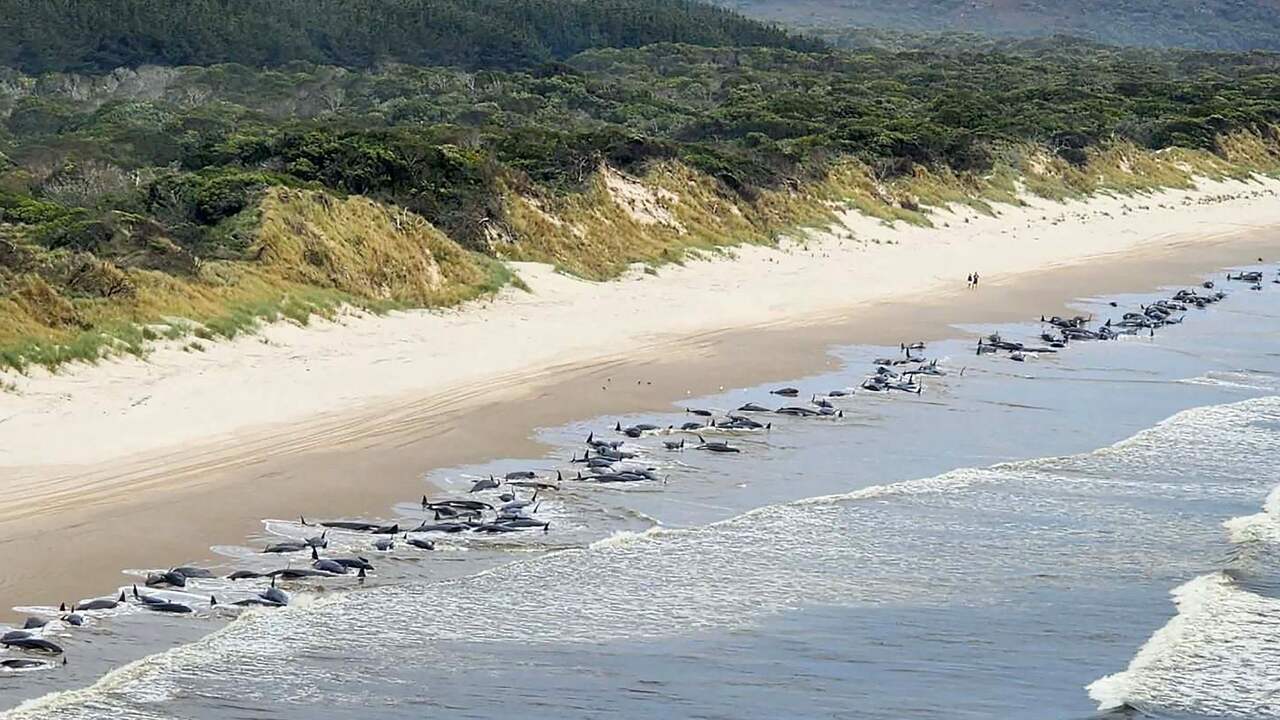 Bijna tweehonderd gestrande walvissen overleden op strand van Tasmanië ...