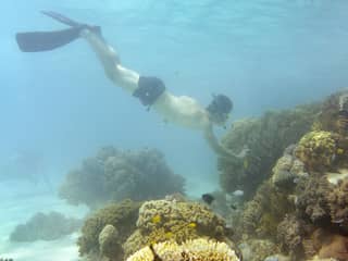 Great Barrier Reef | NU - Het laatste nieuws het eerst op NU.nl