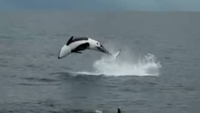 Orka steelt de show met sprong voor Britse kust | NU.nl