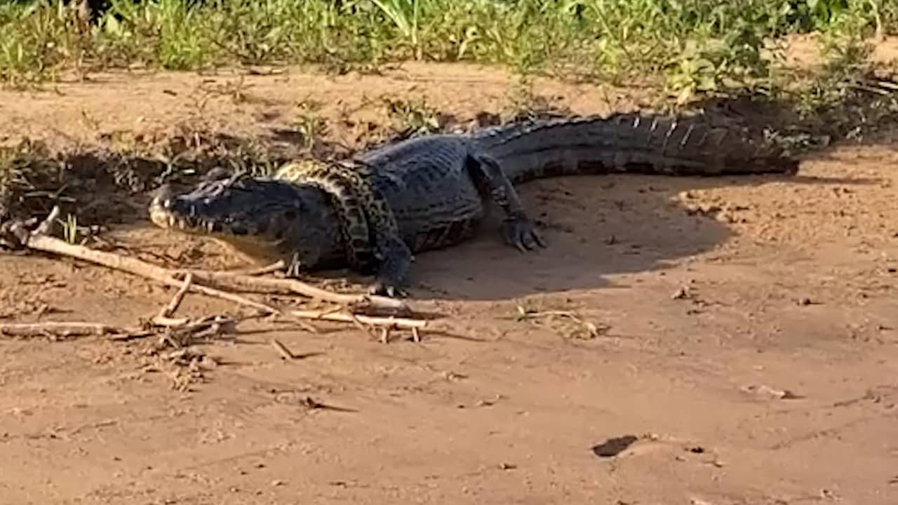 Kaaiman slentert rond met slang om zich heen gewikkeld | NU.nl