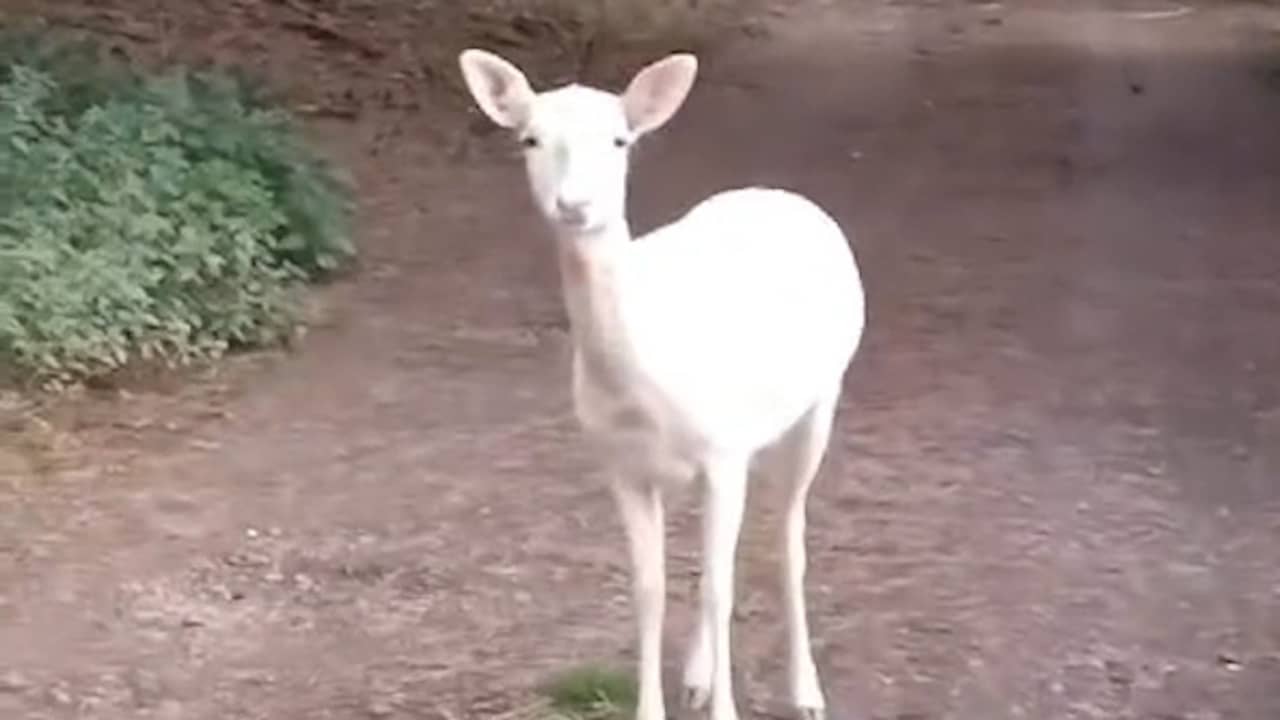 Britse filmt zeldzaam wit hert in Engeland | NU.nl