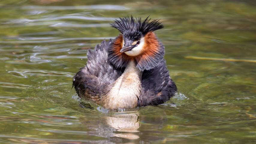 Host John Oliver steunt 'rare kotsende vogel' in Nieuw-Zeelandse ...