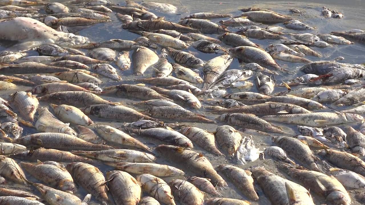 Kust Florida bezaaid met dode vissen door giftige algensoort | NU.nl