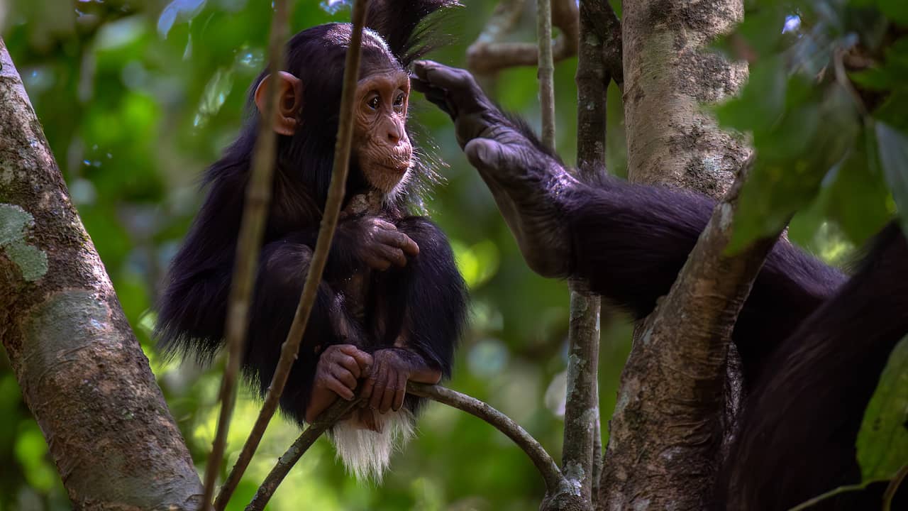 Het gedrag van chimpansees lijkt nog meer op dat van ons dan we dachten | Dieren | NU.nl