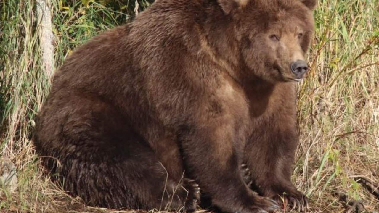 'Beadnose' verkozen tot dikste beer van 2018 in wildpark Alaska | Dieren | NU.nl