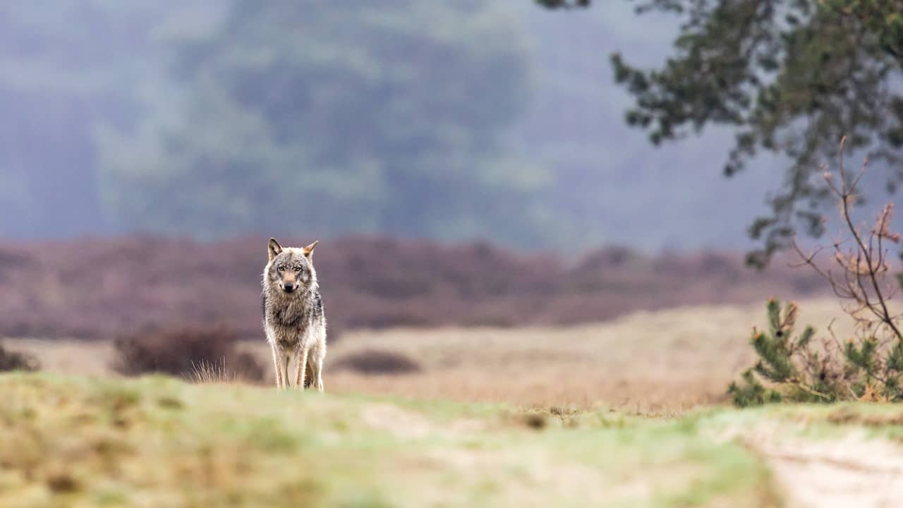 EU duimt dat status van wolf wordt verlaagd, want dat kan grote ...