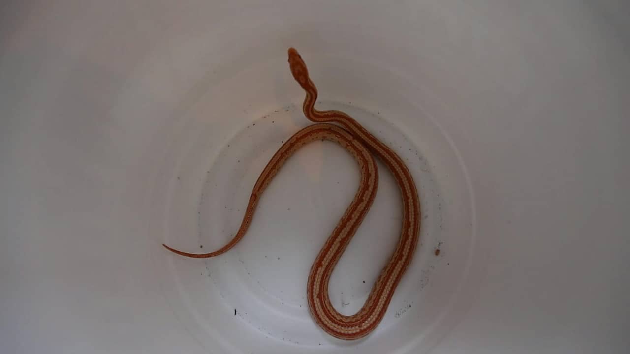 Rode rattenslang dringt huis binnen in Rijswijk | NU.nl