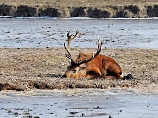 Afschotplan Oostvaardersplassen volledig uitgevoerd: aantal grazers nu ...