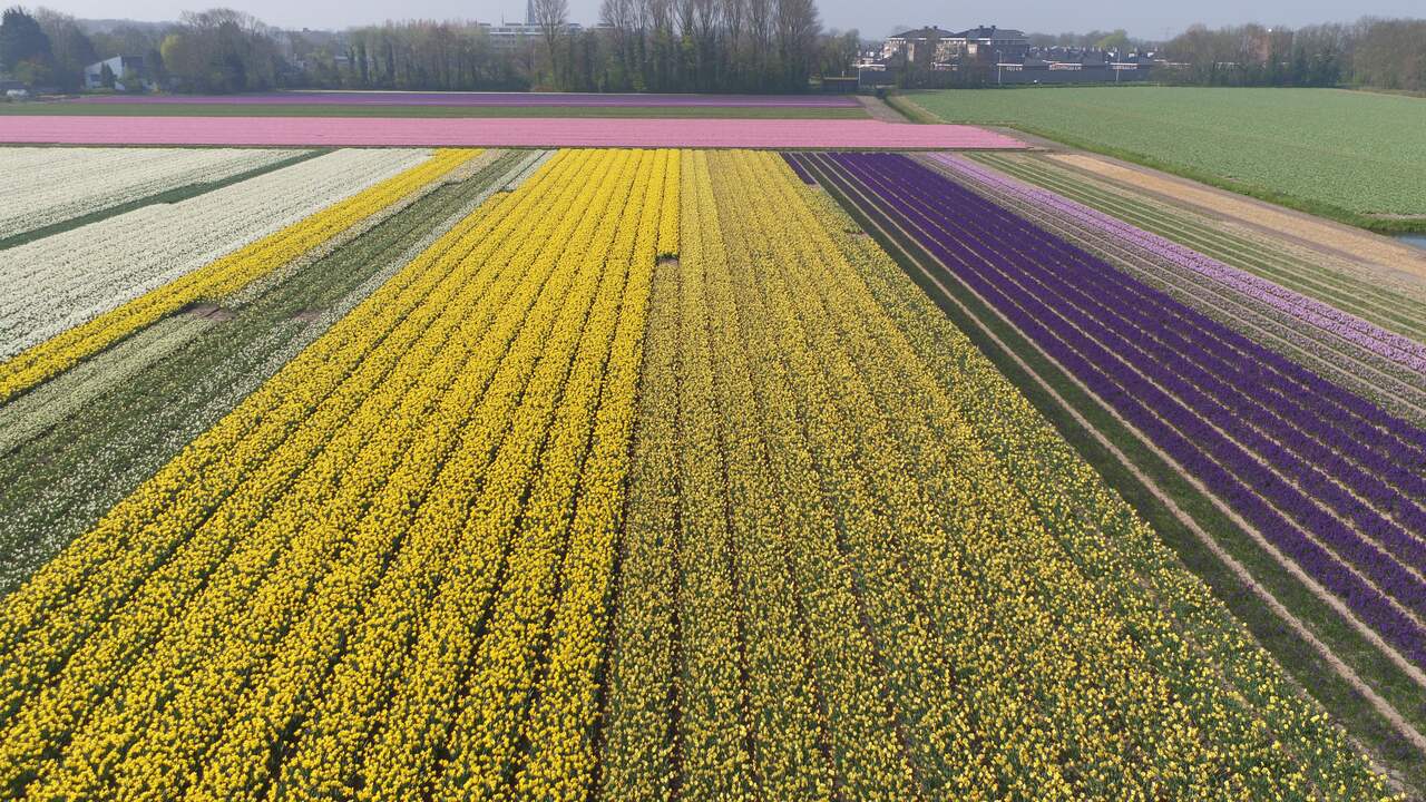 De weekendtips: een tulpenfestival en een tentoonstelling van Kakhiel ...