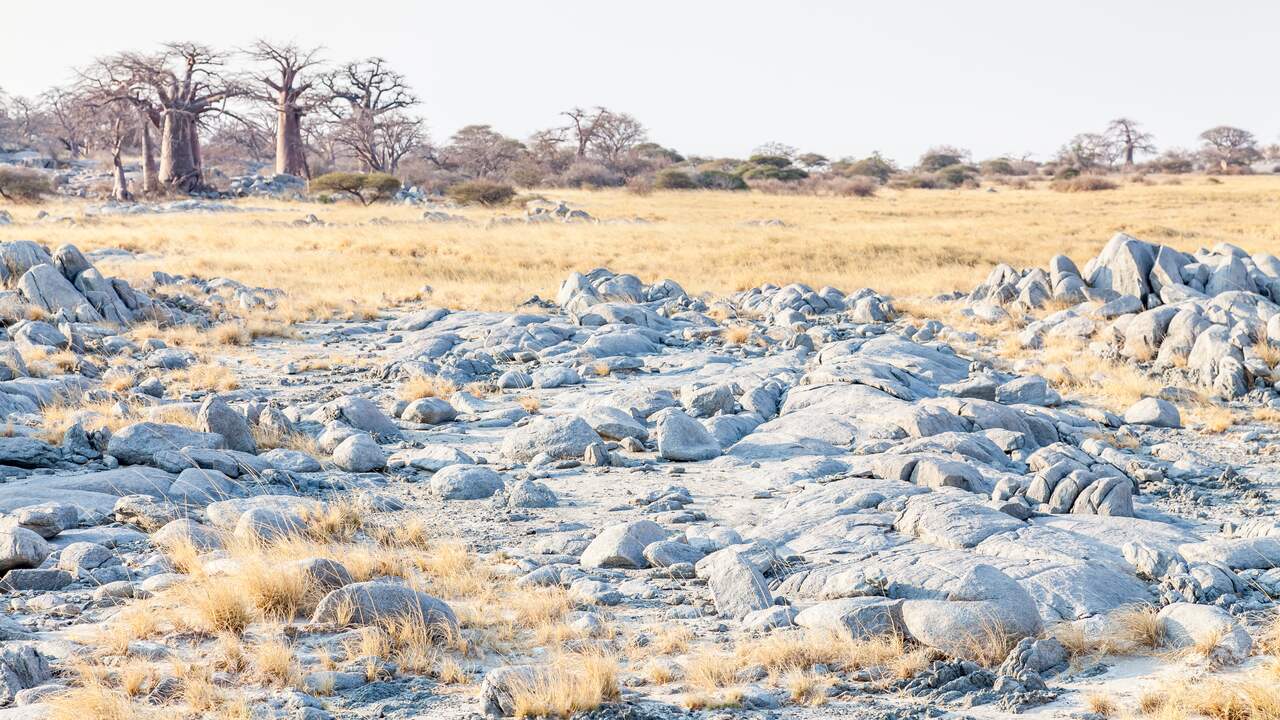 Onderzoek: Moderne mens is afkomstig uit Noord-Botswana | Algemeen | NU.nl