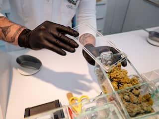 Overvallers nemen hele voorraad wiet van legale kwekerij Hellevoetsluis ...