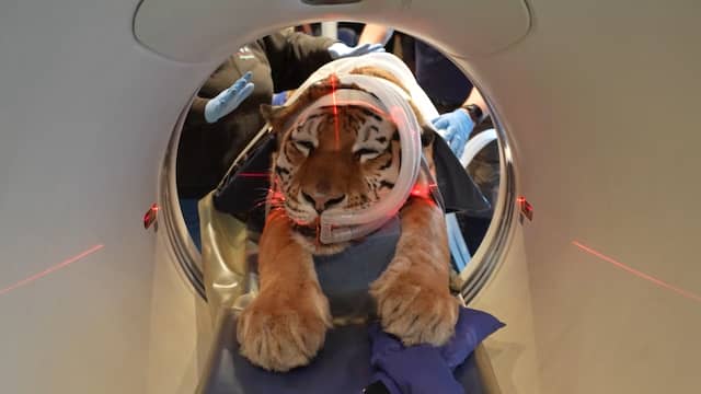 Zebra maakt per ongeluk perfecte salto tijdens ontsnapping uit verblijf ...