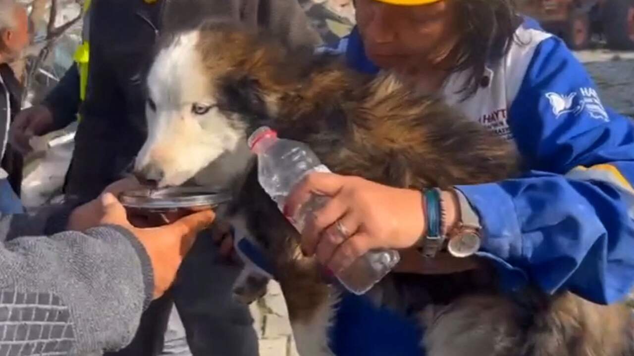 Goed nieuws: Dieren gered in Turkije | Dagelijks wandelen voorkomt overlijdens | Goed nieuws | NU.nl