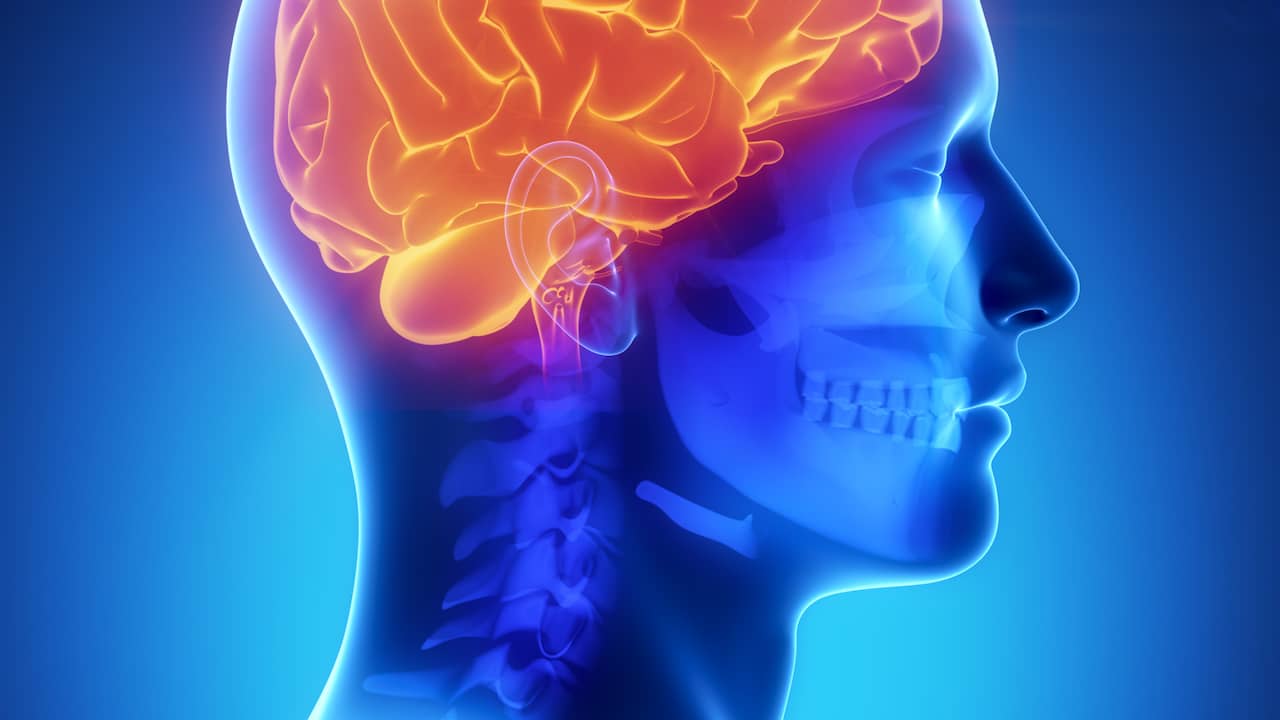 Visuele hersengebieden verwerken ook geluiden | Overig | NU.nl