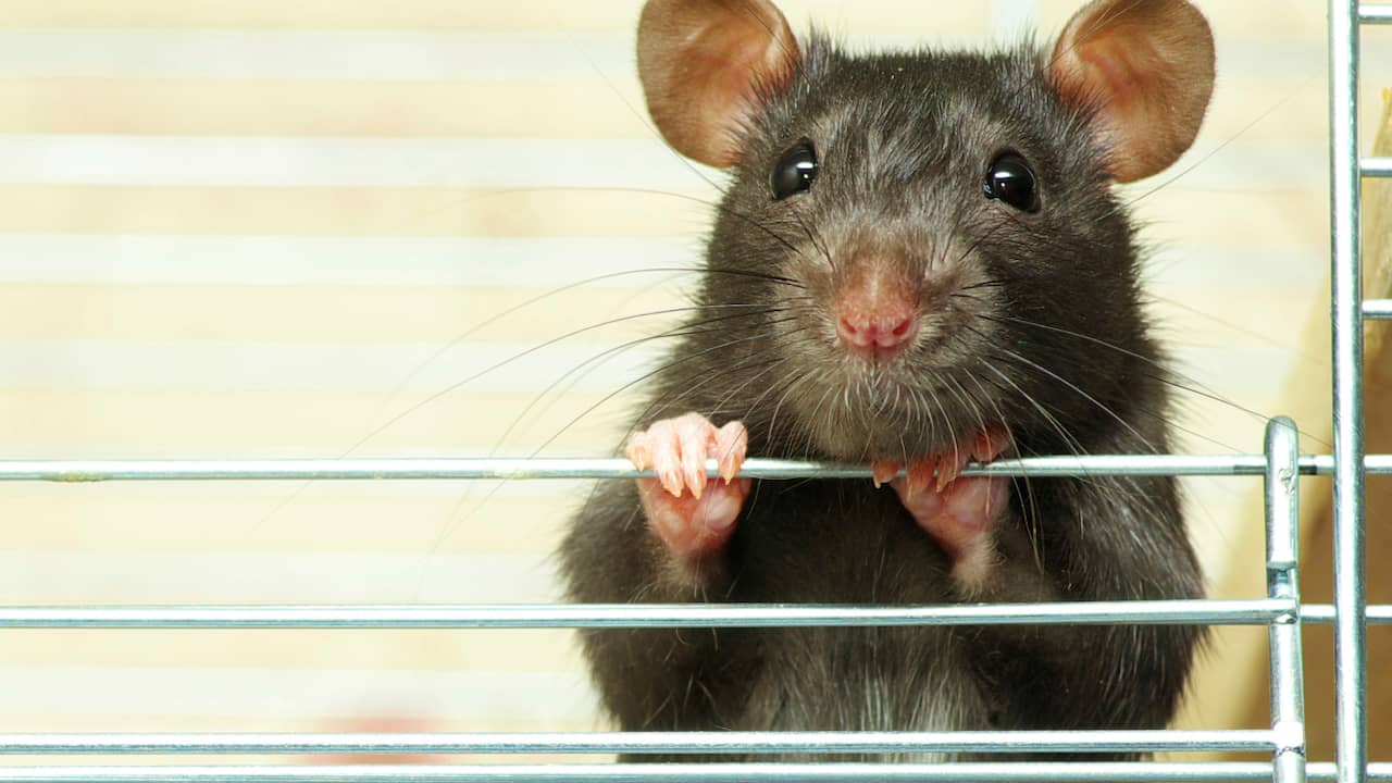Wetenschappers leren Tanzaniaanse rat om tbc te ontdekken | Gezondheid ...