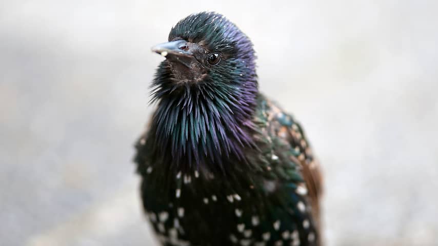 'Code oranje' voor gewone vogelsoorten | Binnenland | NU.nl