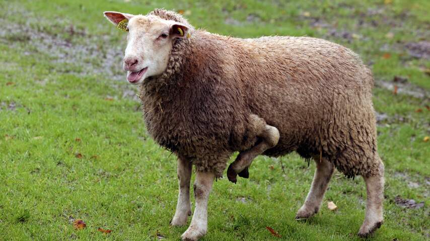 Schaap met vijf poten te koop op Franse advertentiewebsite | Overig | NU.nl