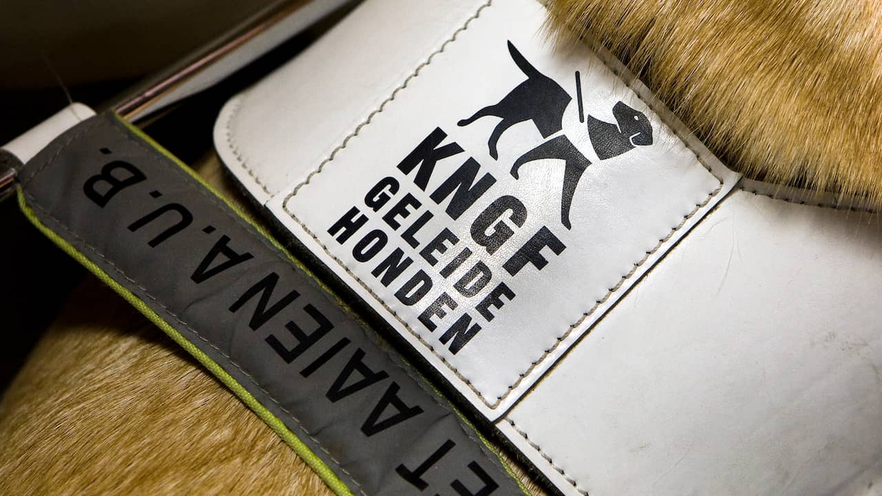 KNGF Geleidehonden waarschuwt voor nepcollectanten in de Bijlmer ...