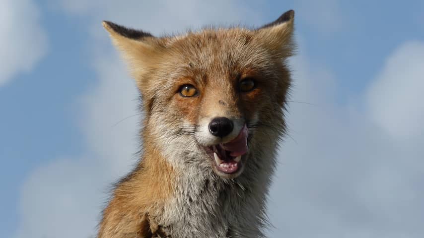 'Komst kat en vos ramp voor zoogdieren Australië' | Overig | NU.nl