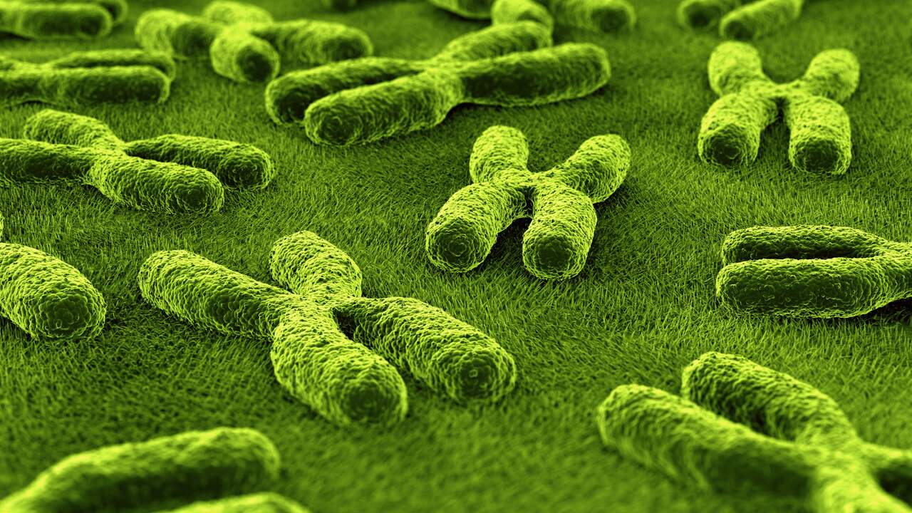 Y-chromosoom verdwijnt waarschijnlijk niet | Overig | NU.nl