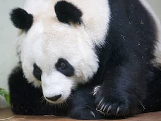 panda | NU - Het laatste nieuws het eerst op NU.nl