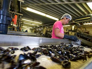 mosselen | NU - Het laatste nieuws het eerst op NU.nl