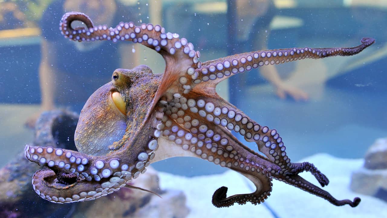 'Octopus kan zien met huid' | Overig | NU.nl