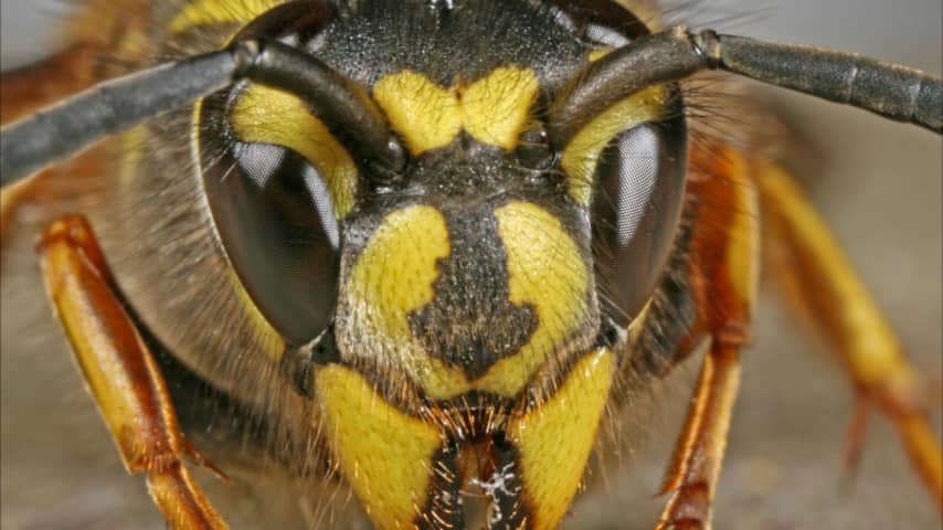 'Wesp verdient meer waardering' | Overig | NU.nl