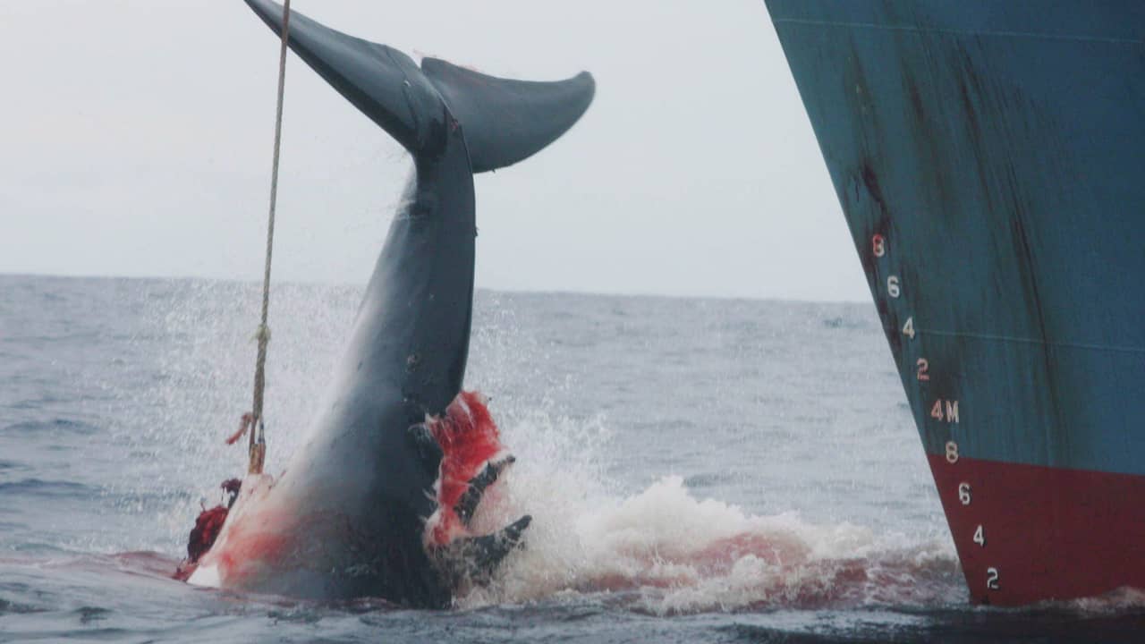 Jachtseizoen Japanse walvisjagers voorbij | Buitenland | NU.nl