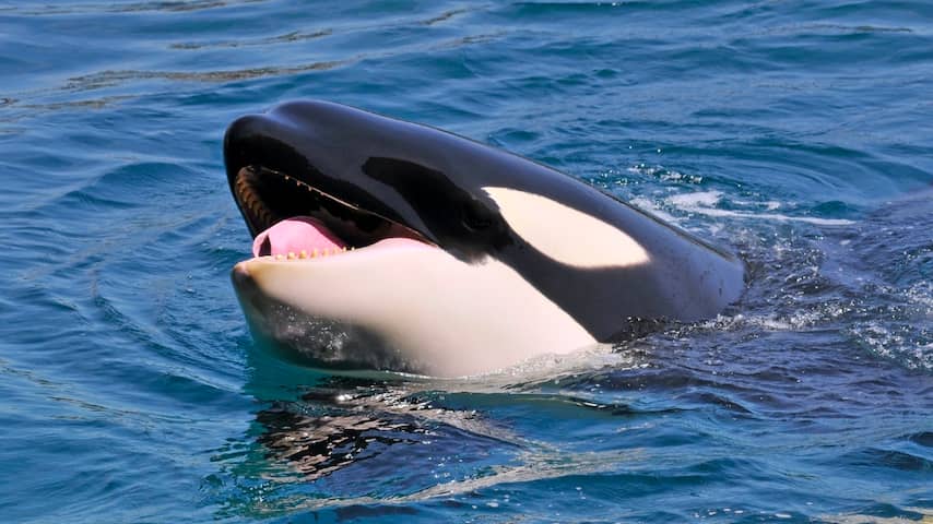 Orka's kunnen leren communiceren als dolfijnen | Wetenschap | NU.nl