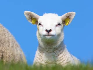 Schaap met vijf poten te koop op Franse advertentiewebsite | Overig | NU.nl