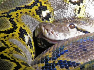 Python verslindt wallaby in Australisch natuurpark | Overig | NU.nl