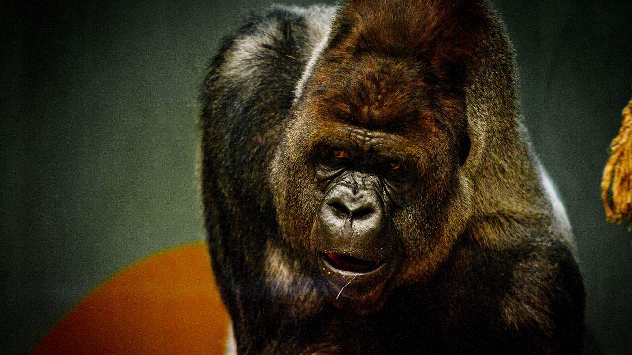 Bokito voor 100.000 euro ter adoptie aangeboden | Algemeen | NU.nl