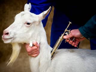 q-koorts | NU - Het laatste nieuws het eerst op NU.nl