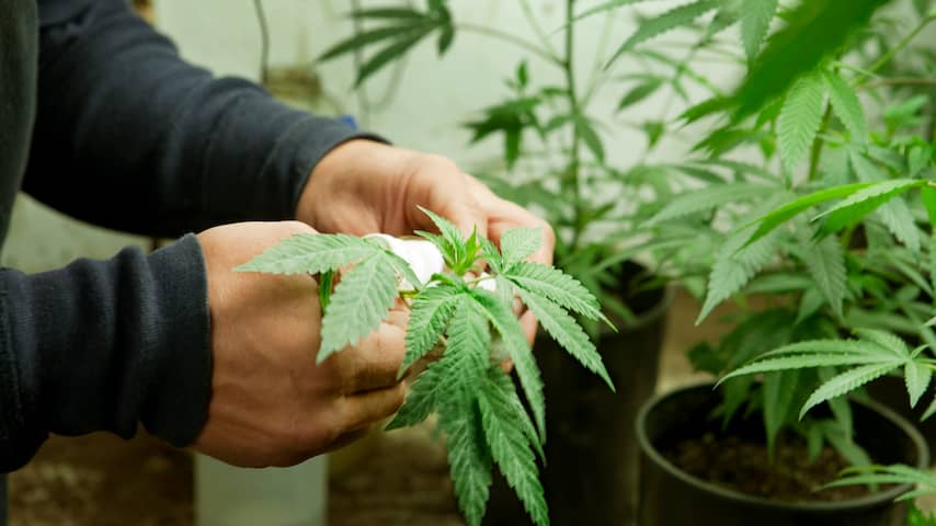 Vrouw belt politie voor advies over marihuanaplanten | Overig | NU.nl