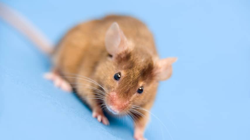 Glazen raampje in buik muis toont hoe kanker uitzaait | Overig | NU.nl