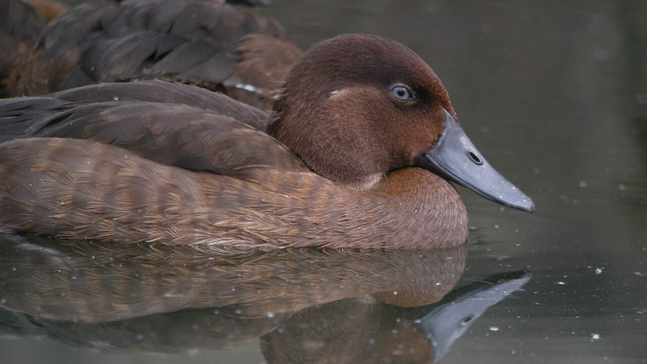 Populatie zeldzaamste eend in één klap kwart gegroeid | Overig | NU.nl
