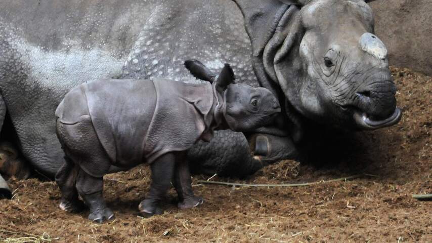 Neushoorn geboren in Blijdorp | Algemeen | NU.nl